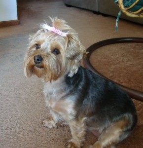 21 Cute Pet Dogs With Trendy Hairstyles | Dog Fashion | DogExpress