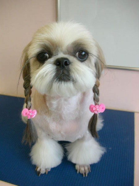 21 Cute Pet Dogs With Trendy Hairstyles | Dog Fashion | DogExpress