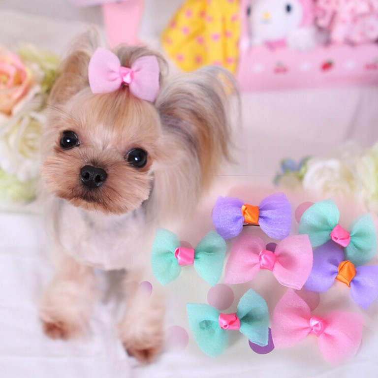 21 Cute Pet Dogs With Trendy Hairstyles | Dog Fashion | DogExpress