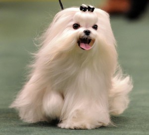 21 Cute Pet Dogs With Trendy Hairstyles | Dog Fashion | DogExpress