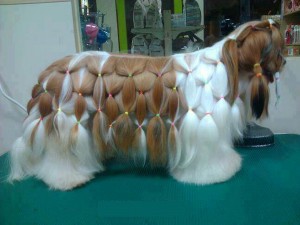 21 Cute Pet Dogs With Trendy Hairstyles | Dog Fashion | DogExpress