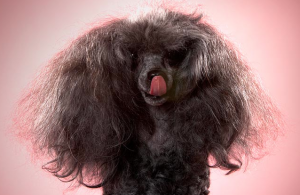 21 Cute Pet Dogs With Trendy Hairstyles | Dog Fashion | DogExpress