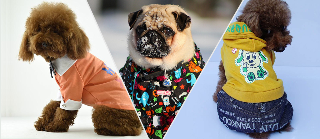 Winter Fashion Trends For Your Pet Dog | DogExpress