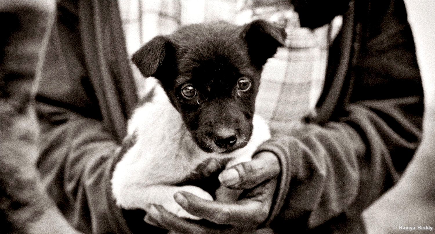 Gobi Gray | The Stray Pup Who Only Wants To Be Loved | DogExpress
