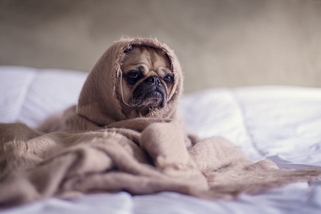 Why Pugs Need Extra Protection - DogExpress