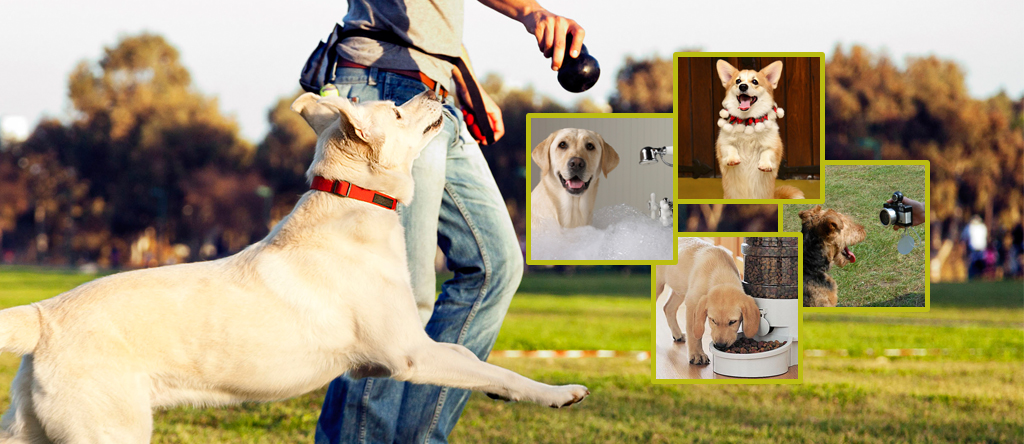 How To Make Your Dog Happy? | DogExpress