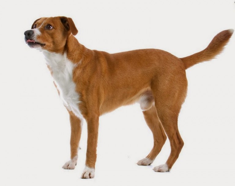 How To Read A Dog’s Body Language? | DogExpress