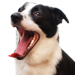 How To Read A Dog’s Body Language? | DogExpress