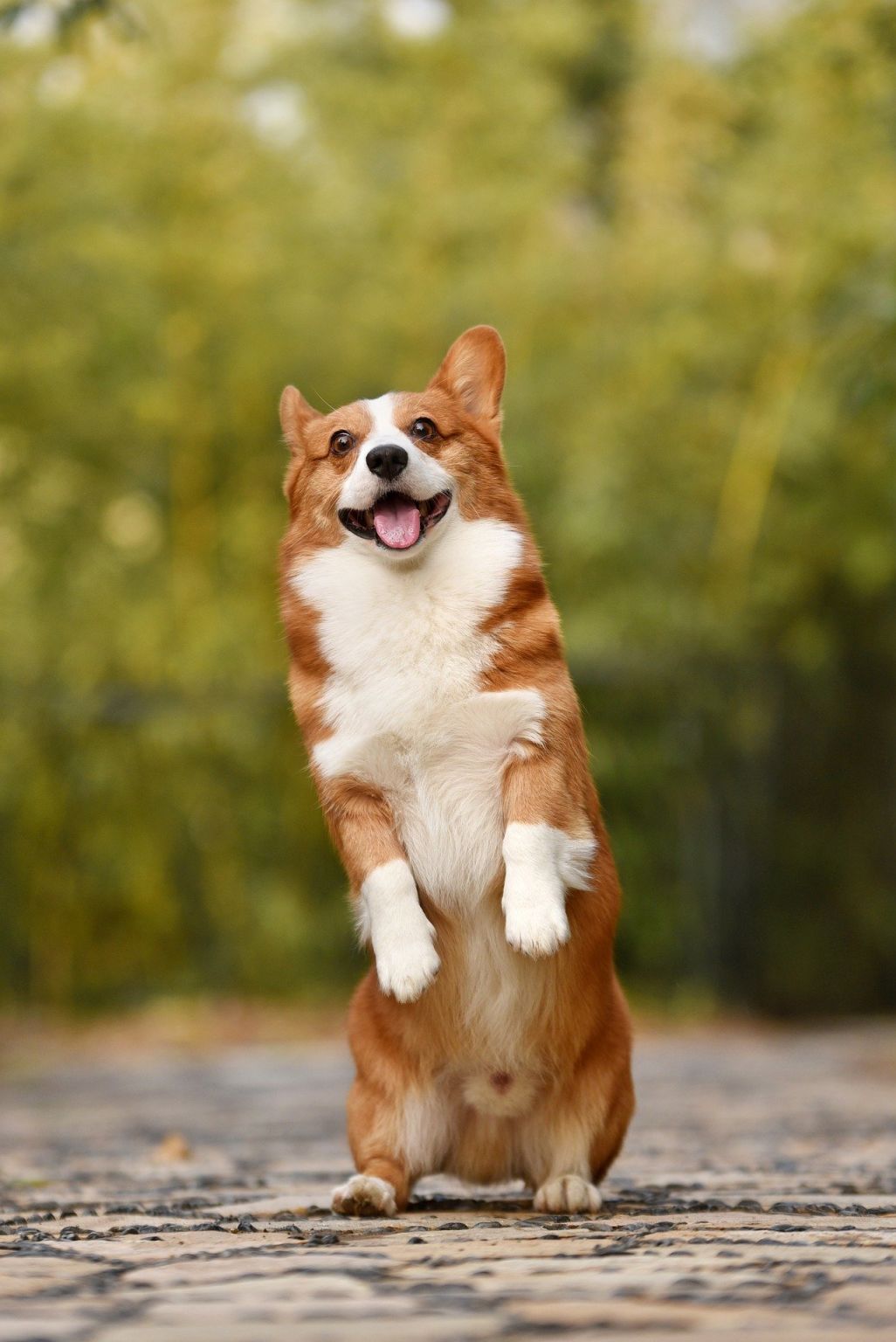 What Dogs Really Mean When They Cross Their Paws | DogExpress