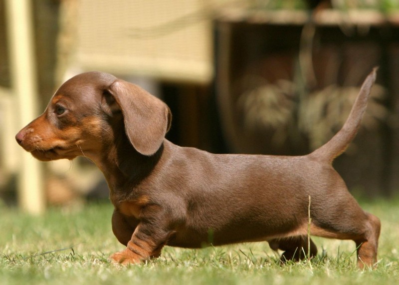 Dachshund Dog Information Training Price DogExpress Dachshund Dog Information Training Price DogExpress