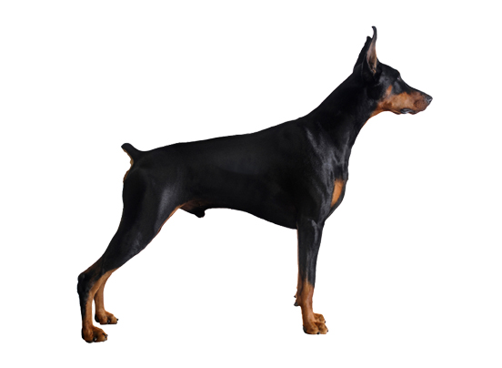Doberman Pinscher Dog Information, Photos | DogExpress