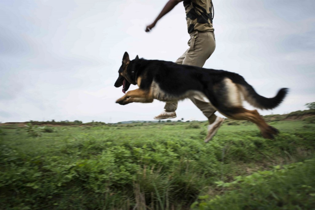 Life Of Dogs In The Indian Armed Forces | DogExpress