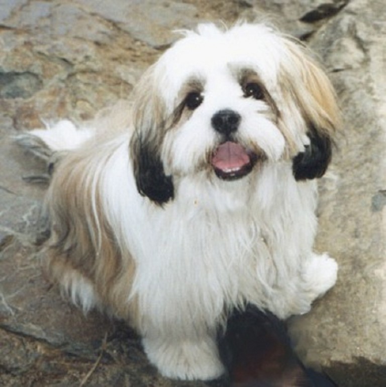 Best Small Dog Breeds in India for First-Time Pet Owners | DogExpress