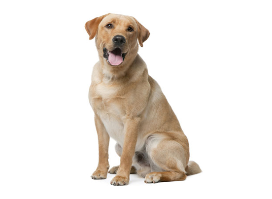 Labrador Retriever Dog Information, Photos | DogExpress