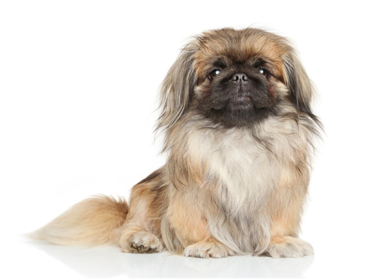 Pekingese | DogExpress
