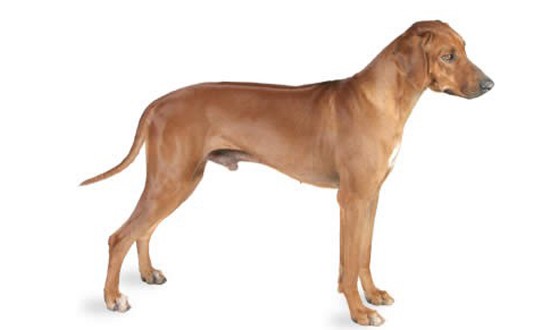 Rhodesian Ridgeback | DogExpress