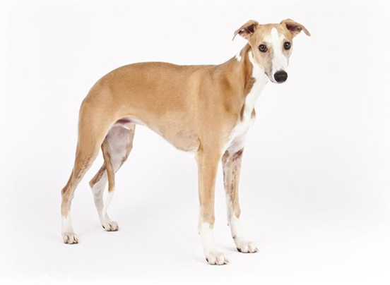 Whippet | DogExpress