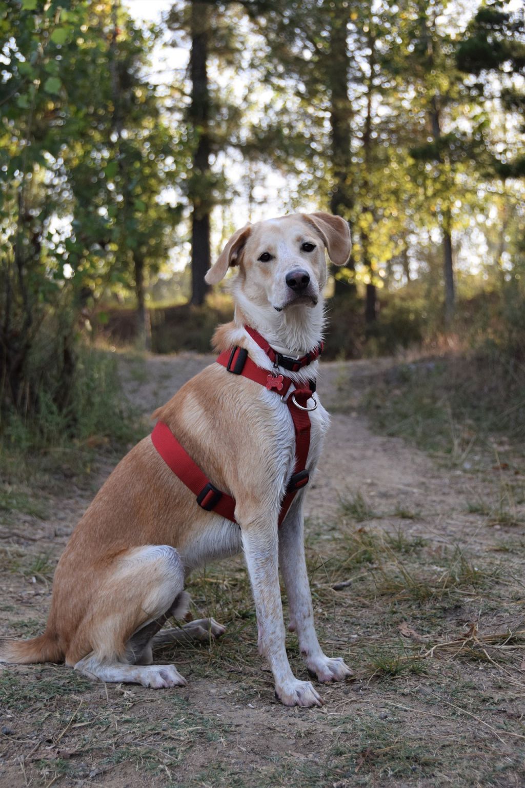 15 Funny Dogs Goofing Around | DogExpress