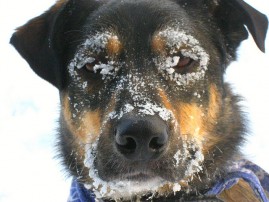 11 Reasons Behind Your Dog Shivering | DogExpress