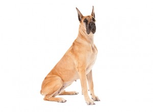 Great Dane Dog Information WithPictures | DogExpress