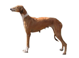 Mudhol Hound dog information,Pictures | DogExpress