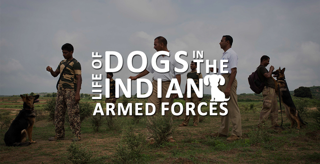 Life Of Dogs In The Indian Armed Forces | DogExpress