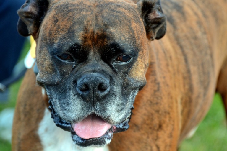 11 Reasons Behind Your Dog Shivering | DogExpress