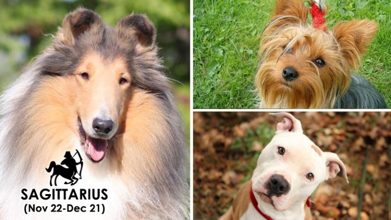 Find Your Dog Breed Based On Your Sun Sign | DogExpress