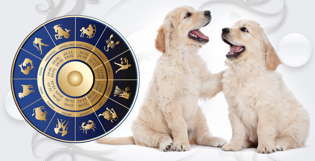 Find Your Dog Breed Based On Your Sun Sign | DogExpress