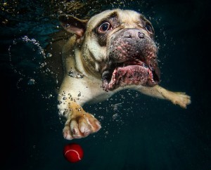 15 Crazy Dog Expressions Captured Underwater | DogExpress