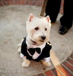 Dog Fashion 2016 | These Dogs Are So In Style | DogExpress