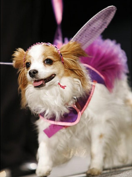 Dog Fashion 2016 | These Dogs Are So In Style | DogExpress