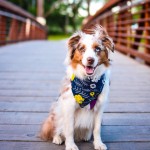 Dog Fashion 2016 | These Dogs Are So In Style | DogExpress