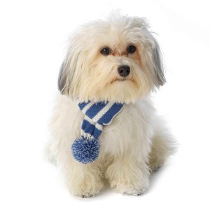Dog Fashion 2016 | These Dogs Are So In Style | DogExpress