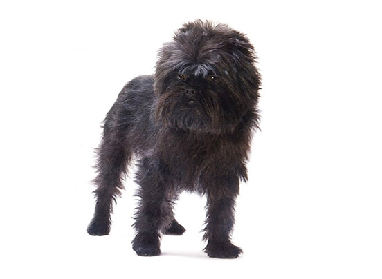 Dog Breeds In India, Most Popular Dog Breeds | DogExpress