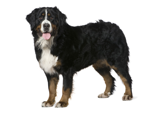 Bernese Mountain | DogExpress | DogExpress