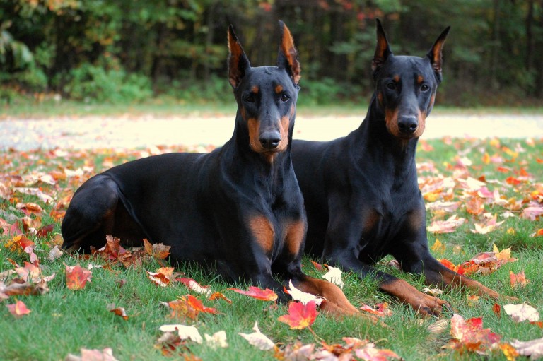 Understanding Doberman Weight Care: A Guide to Exercise and Activity ...