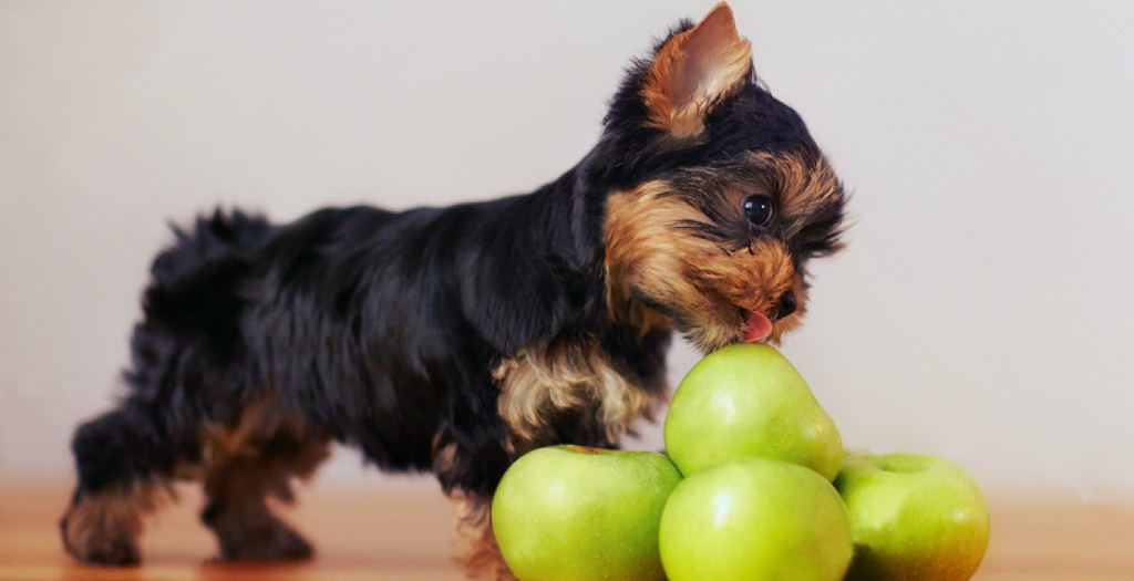6 Best Fruits To Share With Your Dog This Summer | DogExpress