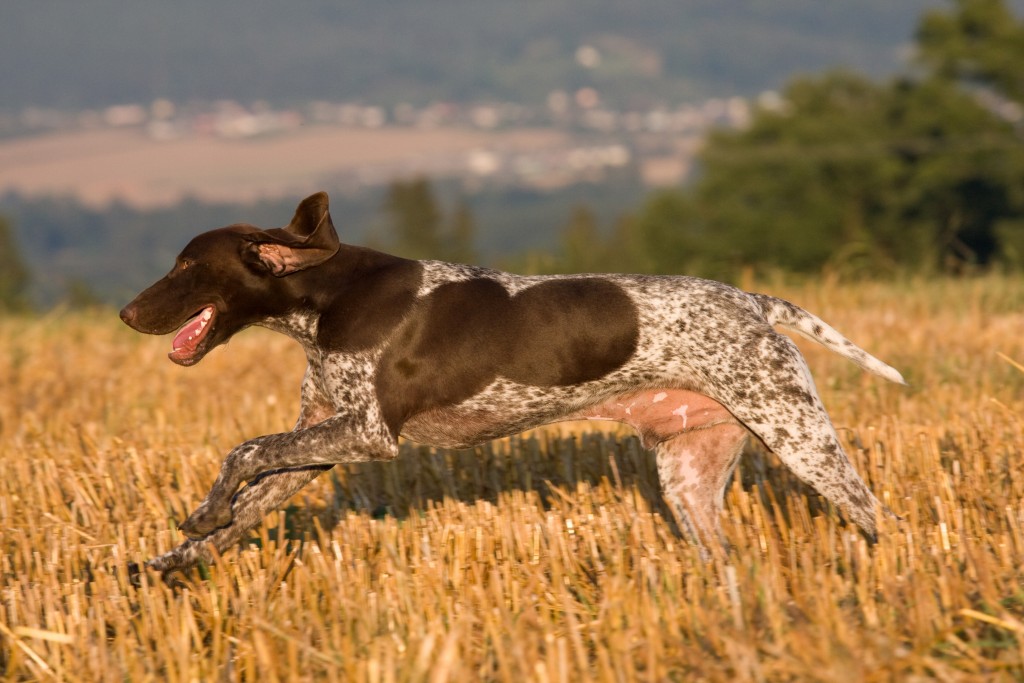 6 Versatile Hunting Dog Breeds That Thrive as Pets