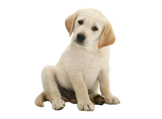 Goldador Dog Breed Information,Price | DogExpress