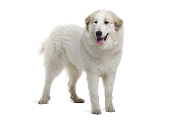 Great Pyrenees Dog Information,Pictures | DogExpress