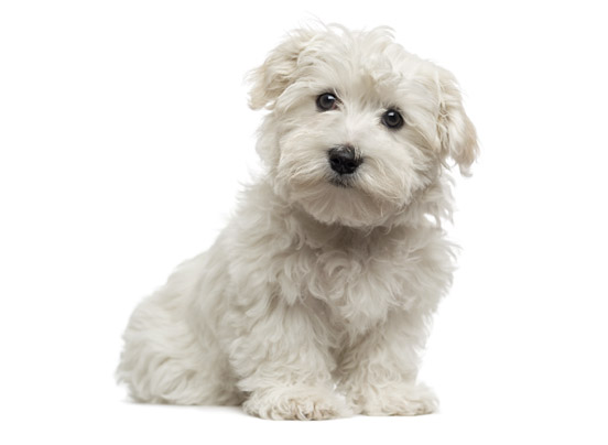 Maltese Dog Information, Photos | DogExpress