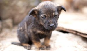 Why You Should Adopt A Stray Dog? | DogExpress