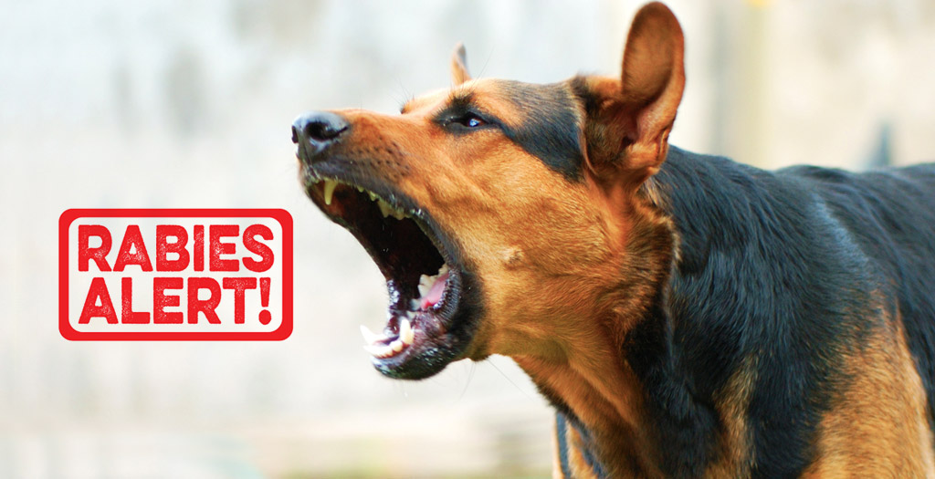 Rabies Alert In Thiruvananthapuram | DogExpress