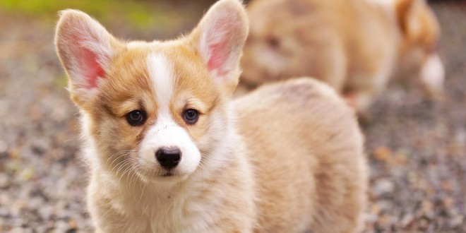 How To Name Your Pet Dog DogExpress How To Name Your Pet Dog DogExpress