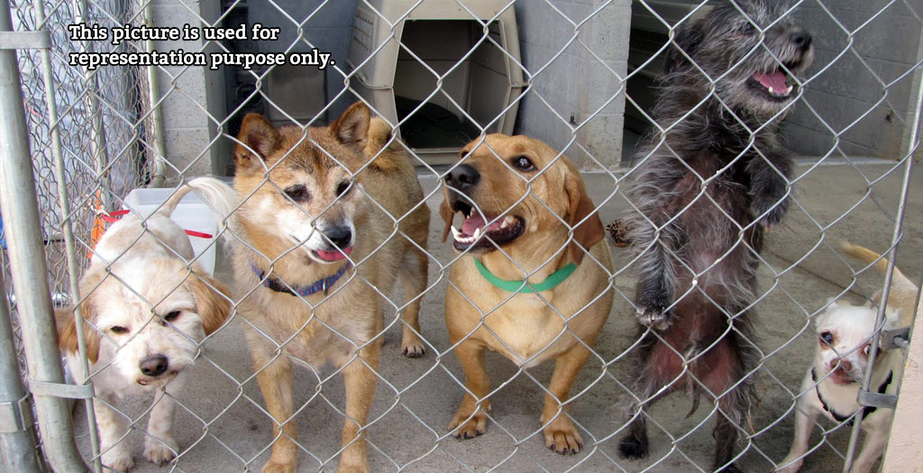 Unregulated Breeding of Imported Dog Breeds Continue | DogExpress