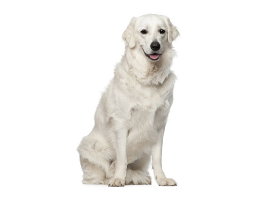 Kuvasz Dog Breed Information | DogExpress