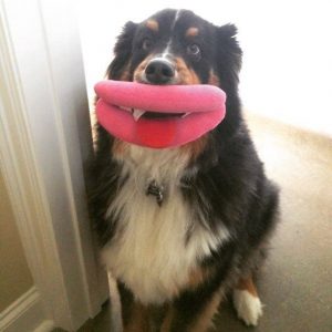 12 Funny Dogs Posing With Their Chew Toys - DogExpress