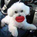 12 Funny Dogs Posing With Their Chew Toys - DogExpress