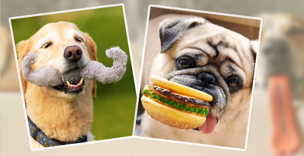 12 Funny Dogs Posing With Their Chew Toys - DogExpress
